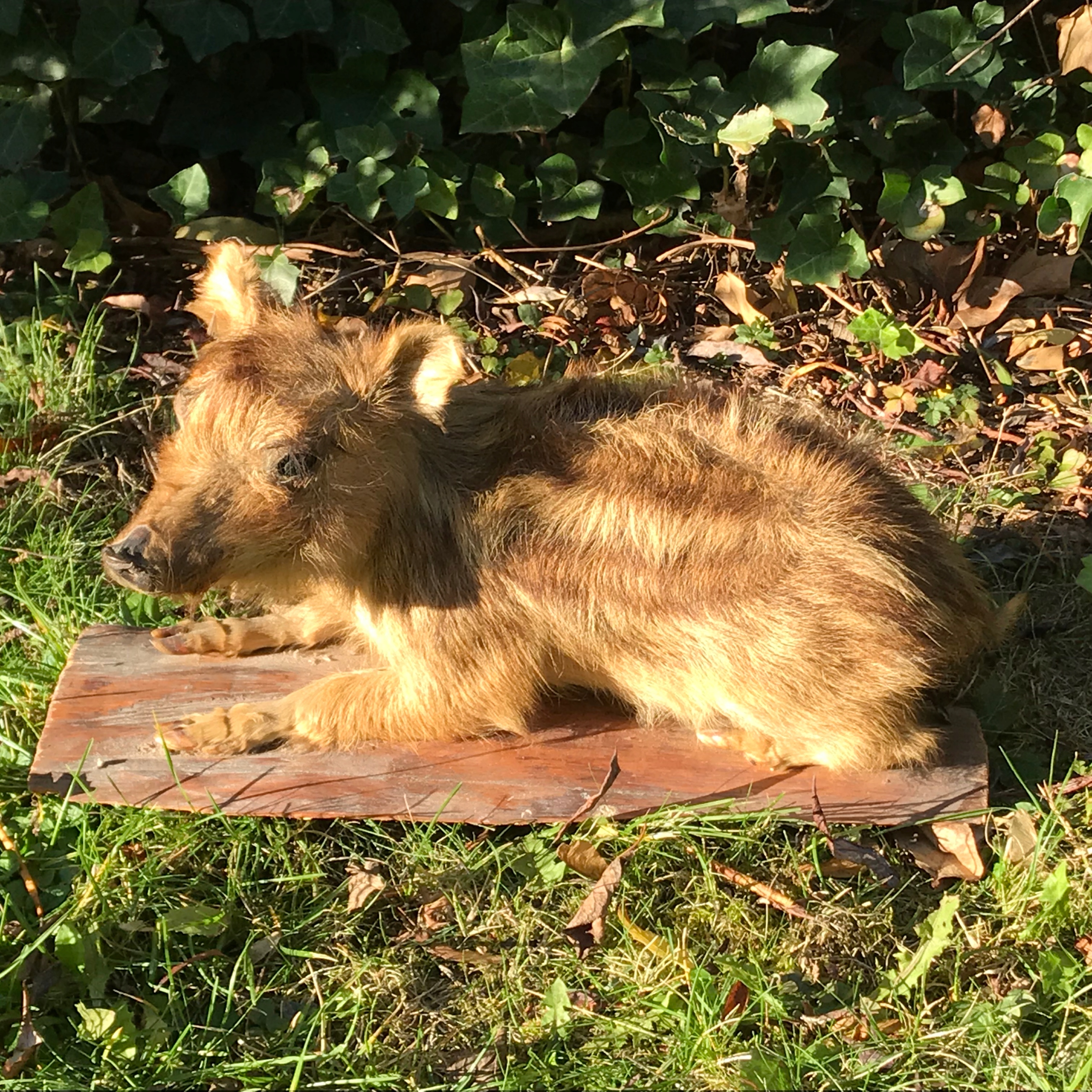 Warchlak młody dzik trofeum myśliwskie - 7655048290 - oficjalne ...