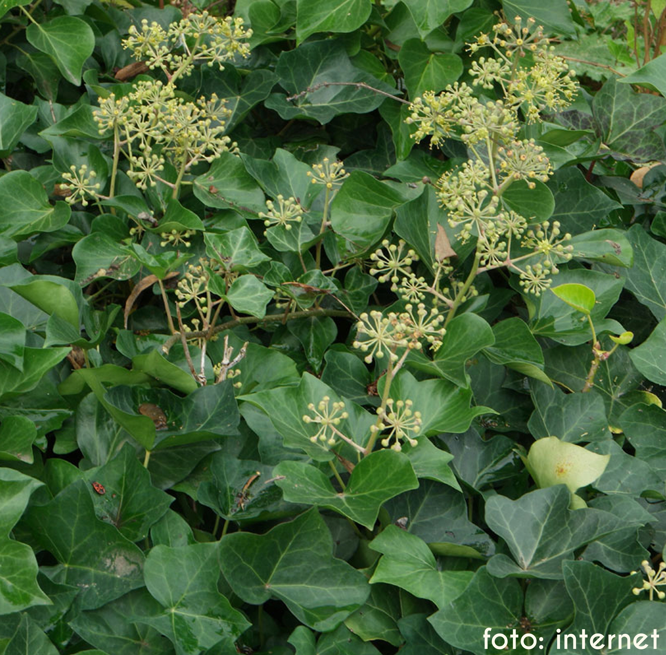 BLUSZCZ POSPOLITY miododajny ZIMOZIELONY P9 - 7525839029 - oficjalne ...