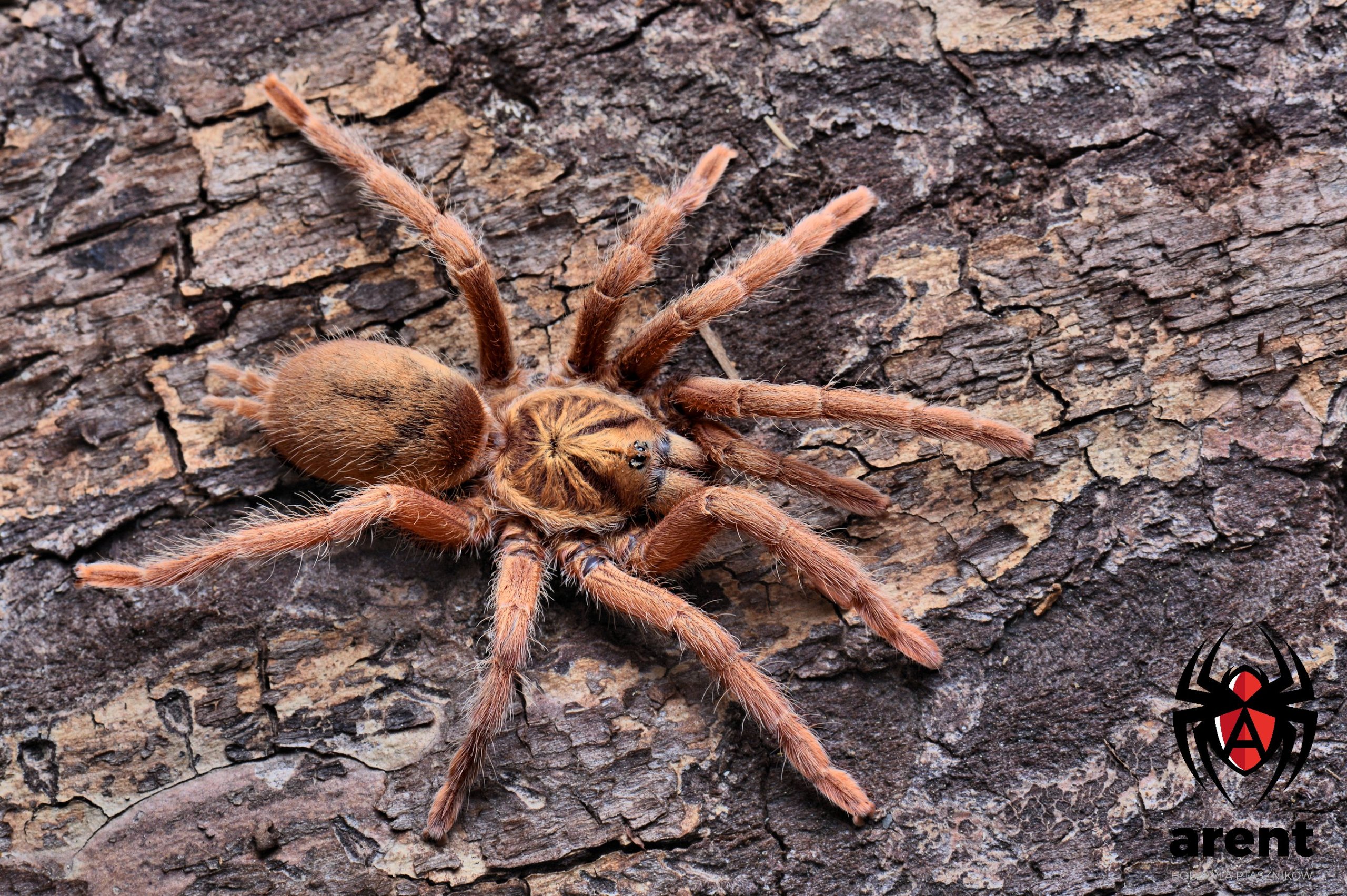 Arent - Neoholothele incei Gold L1 + GRATIS - 7652705759 - oficjalne ...