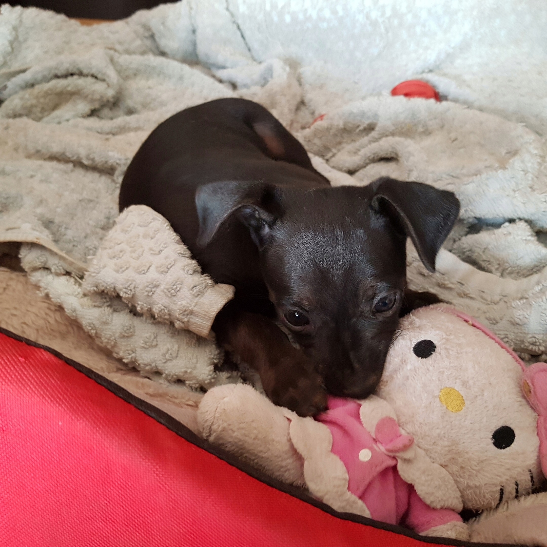 Pinczer Miniaturowy, ratlerek - 7584170510 - oficjalne archiwum allegro