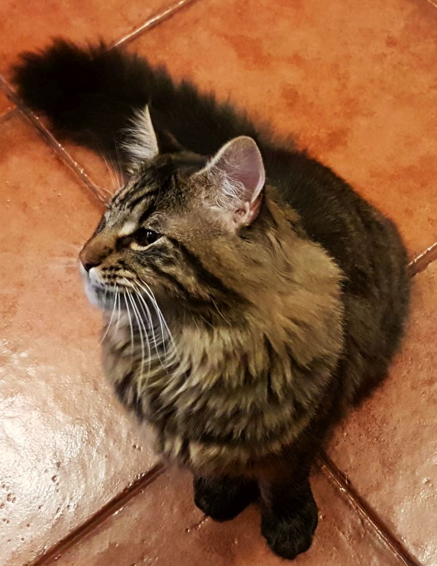 KOT RASY MAINE COON (Majkun) Z RODOWODEM - 7251013637 - oficjalne ...
