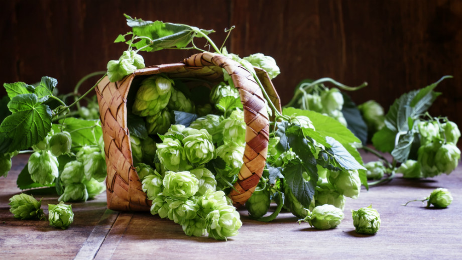 Chmiel zwyczajny – lecznicze pnącze dla każdego - Allegro.pl