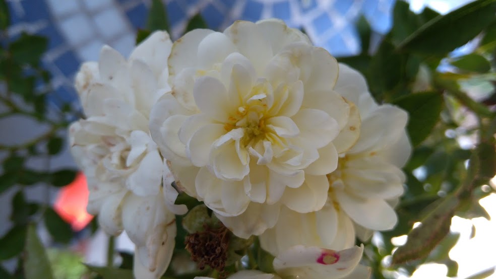Rosa 'White Fairy' - Róża okrywowa BIAŁA MINIATURA - 7431570987 ...