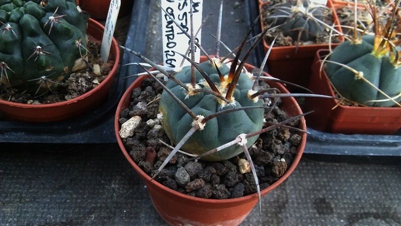 *KAKTUSY*GYMNOCALYCIUM ARMATUM - VS 579 - 7480030043 - oficjalne archiwum Allegro