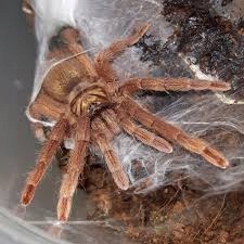 Neoholothele ex Holothele incei gold L1/2 - 7663865552 - oficjalne ...