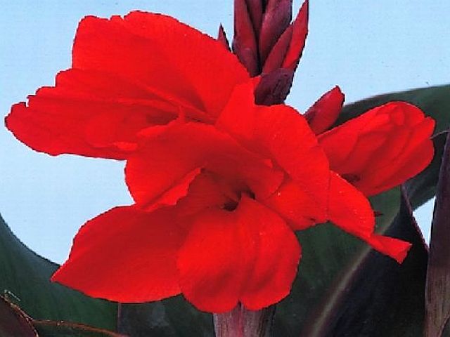 CANNA - KANNA PACIORECZNIK BLACK KNIGHT 1 szt *B - 7081199012 ... CANNA - KANNA PACIORECZNIK BLACK KNIGHT 1 szt *B - 7081199012 ...