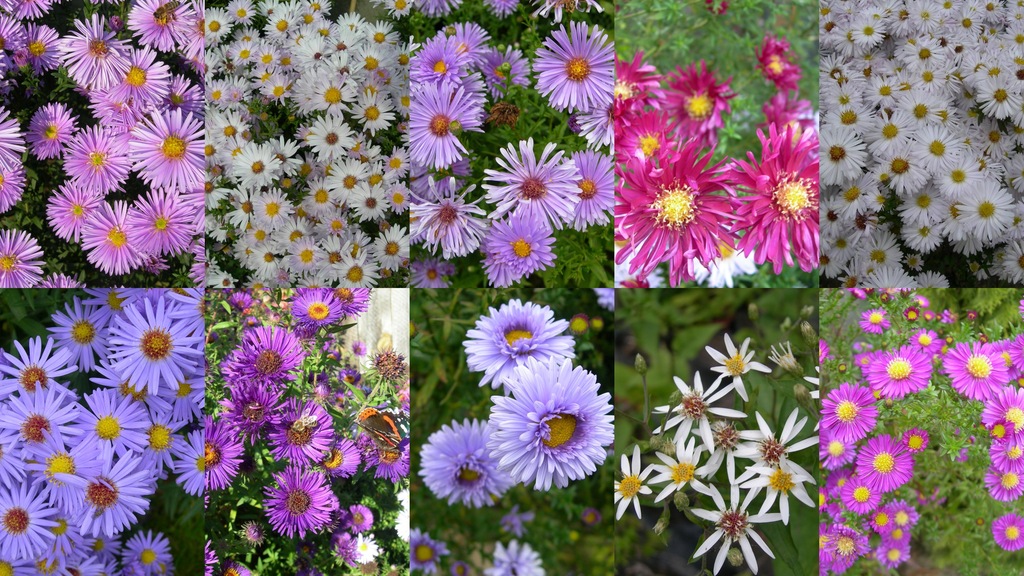 Astry jesienne-Marcinki - zestaw 10 odmian - 7668733312 - oficjalne ...